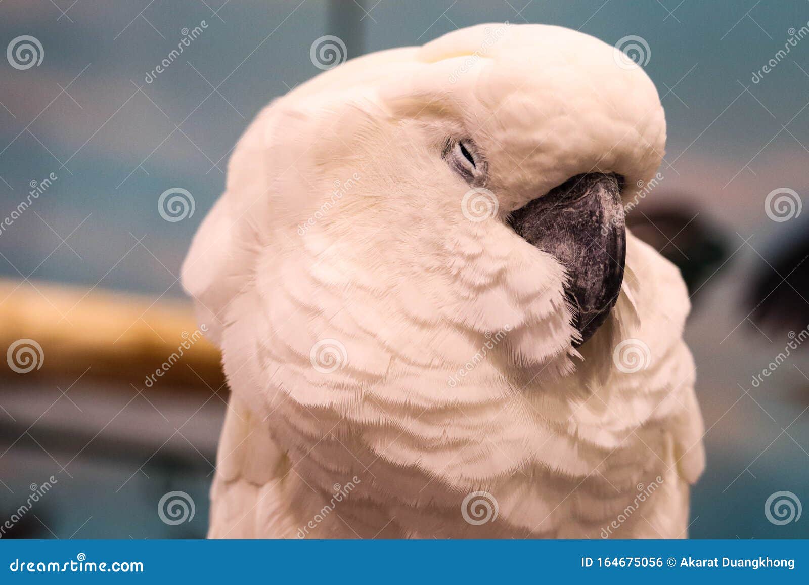 White -crested cockatoo stock photo. Image of feathers - 164675056
