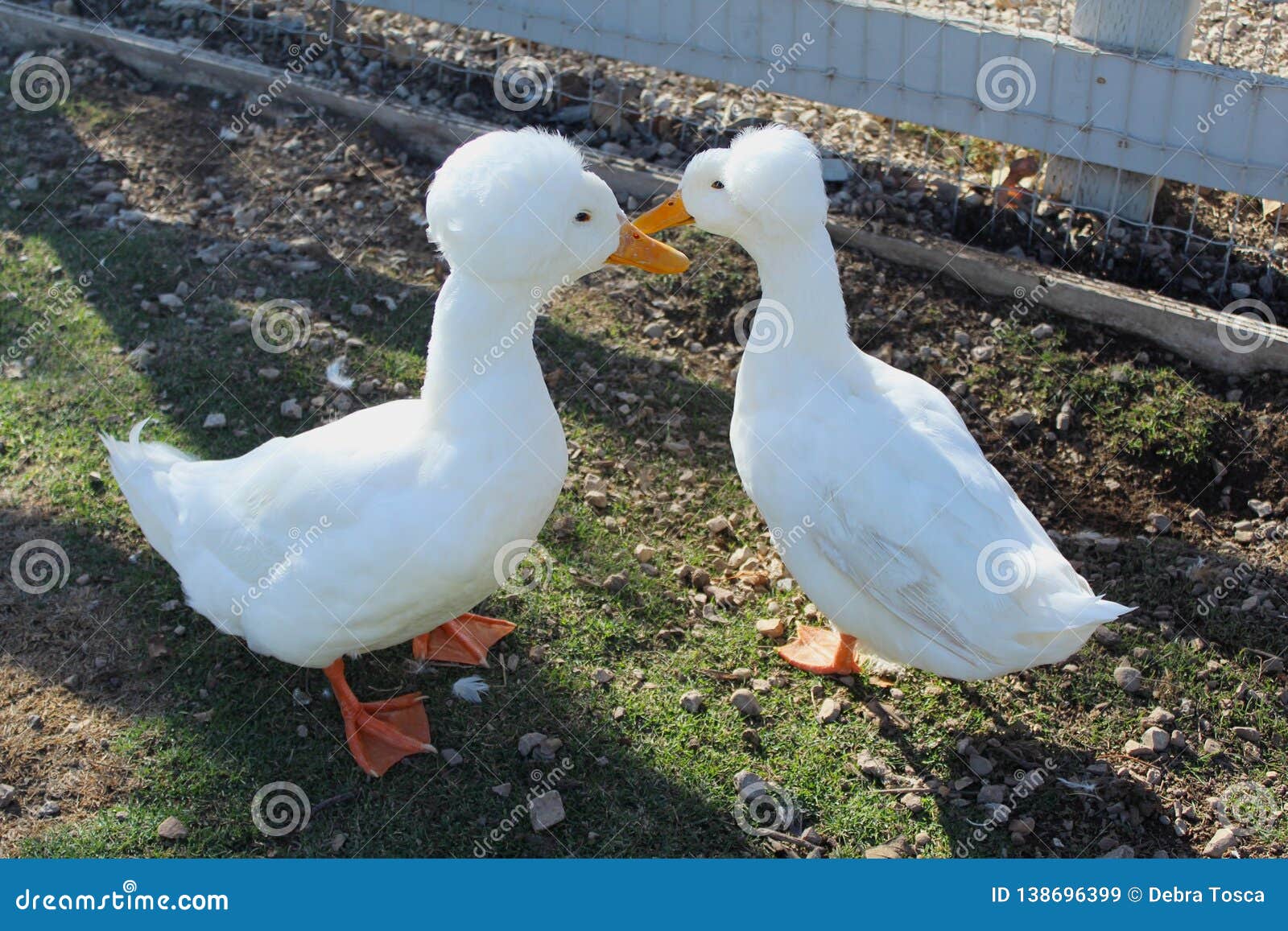 White Crested Duckling