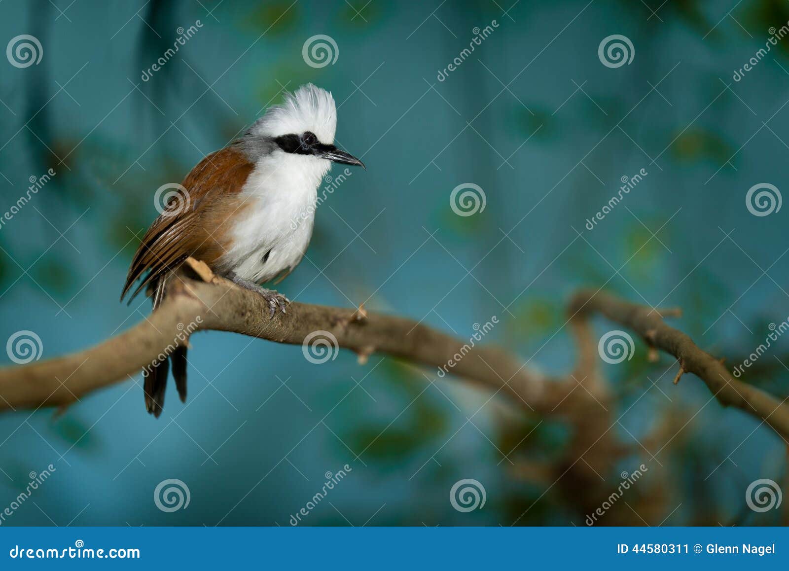 White-Crested Laughing Thrush Stock Image - Image of white, outdoors ...