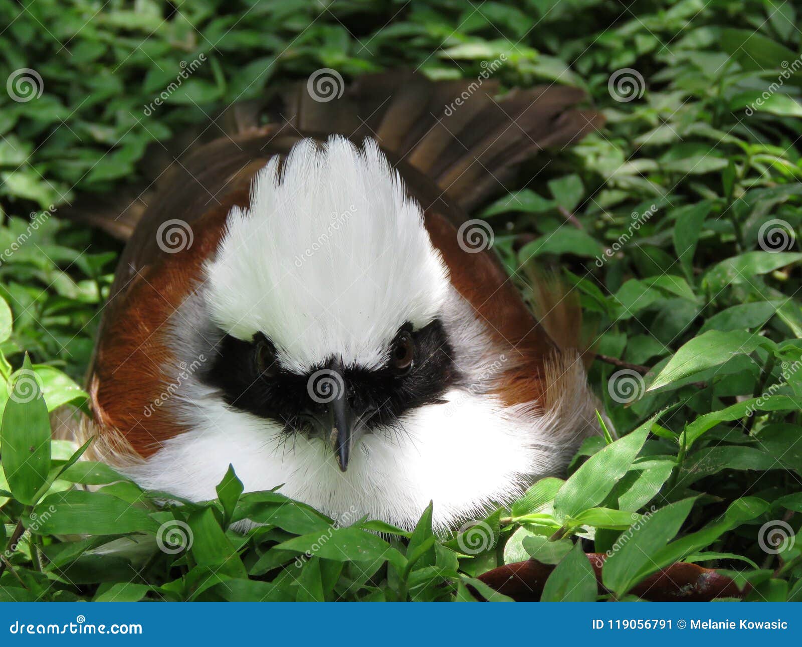 White Crested Laughing Thrush Stock Image - Image of laying, laughing ...
