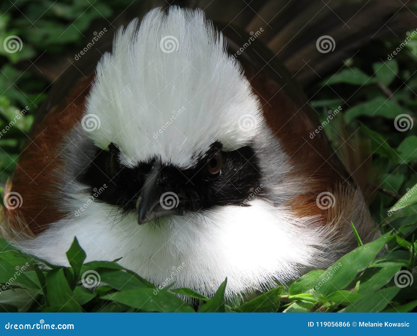 White Crested Laughing Thrush Stock Photo - Image of wildlife, crested ...