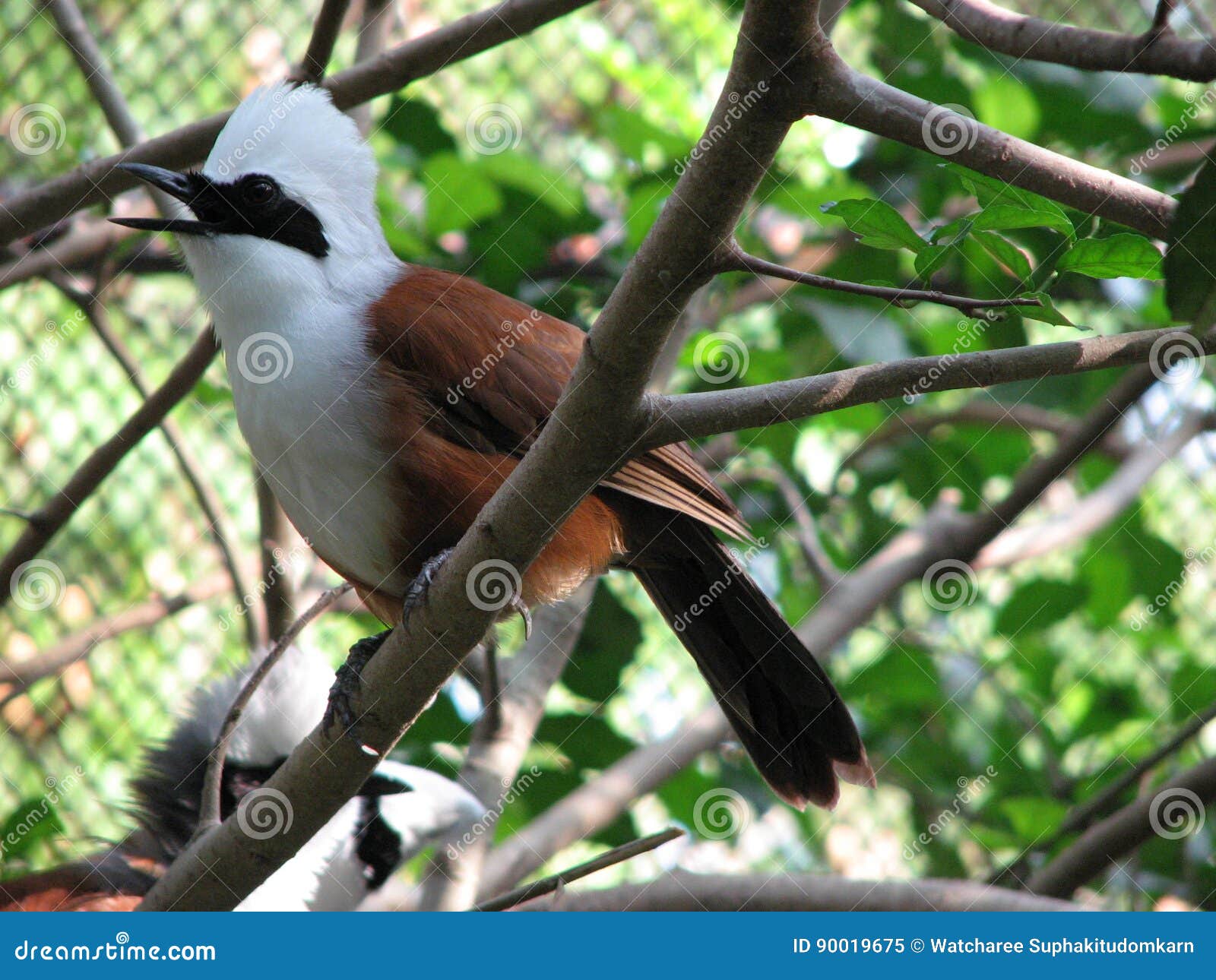 White-crested Laughingthrush Bird. Stock Image - Image of ...