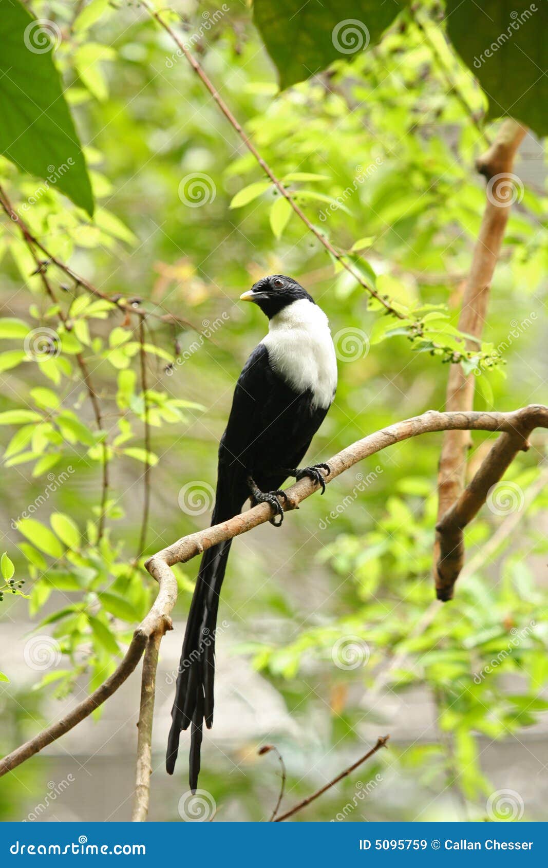 White Crested Myna stock image. Image of aviary, wild - 5095759