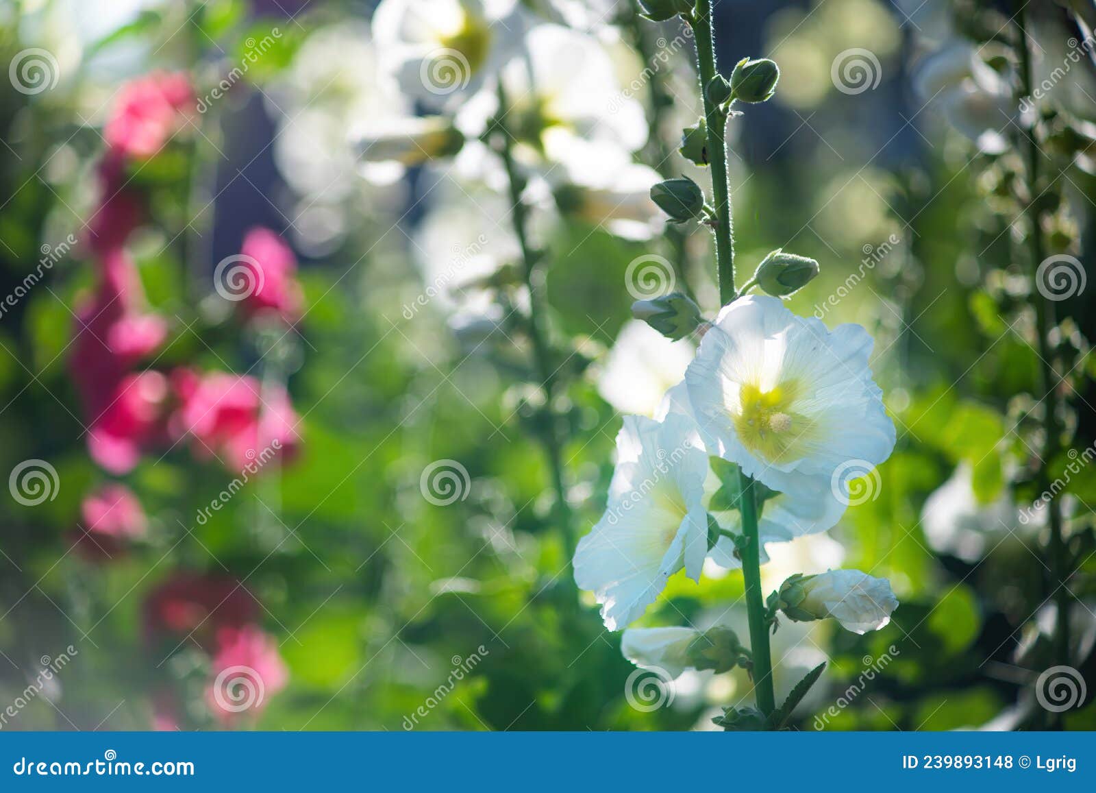 White crimson malva flower stock photo. Image of petal - 239893148