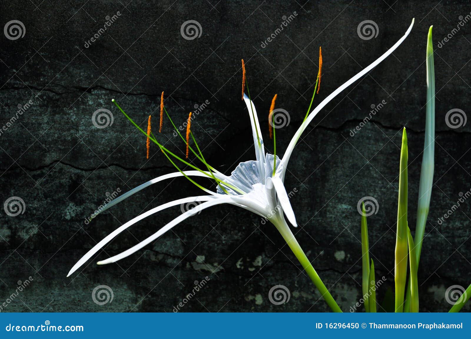 White Crinum Lily stock photo. Image of botany, beautiful - 16296450