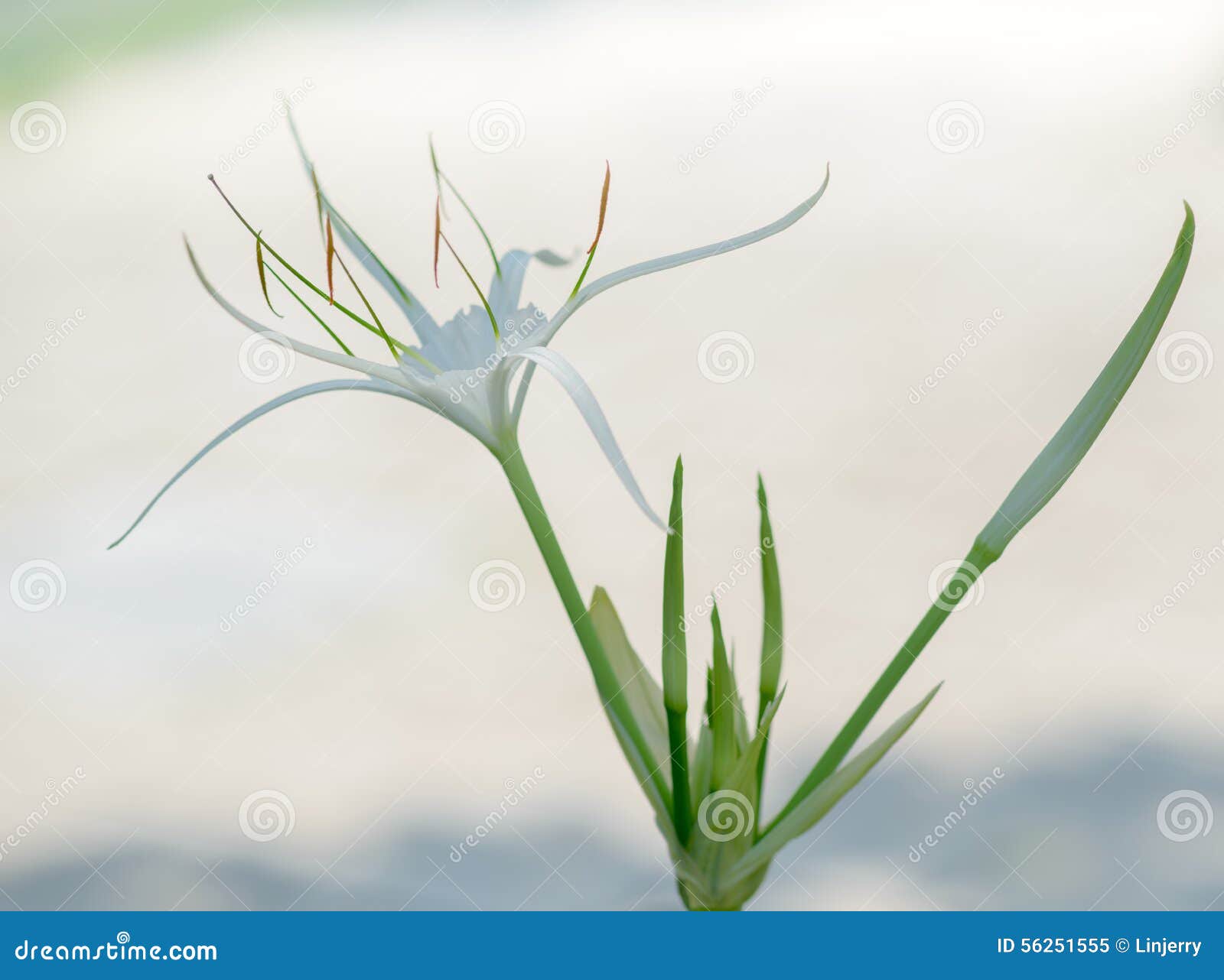 White Crinum Lily bloom stock image. Image of freshness - 56251555
