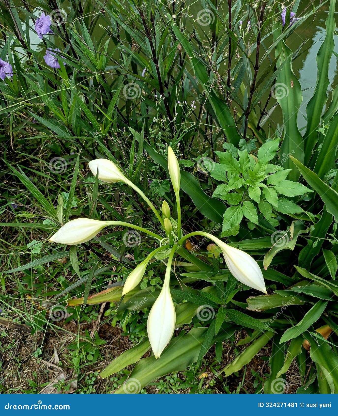 Crinum Lily Or Cape Lily, Spider Lily, Poison Bulb, Leaf Extract And ...