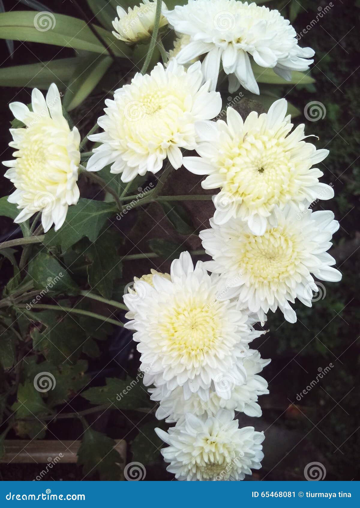 White crisant stock image. Image of white, crisant, bunch - 65468081