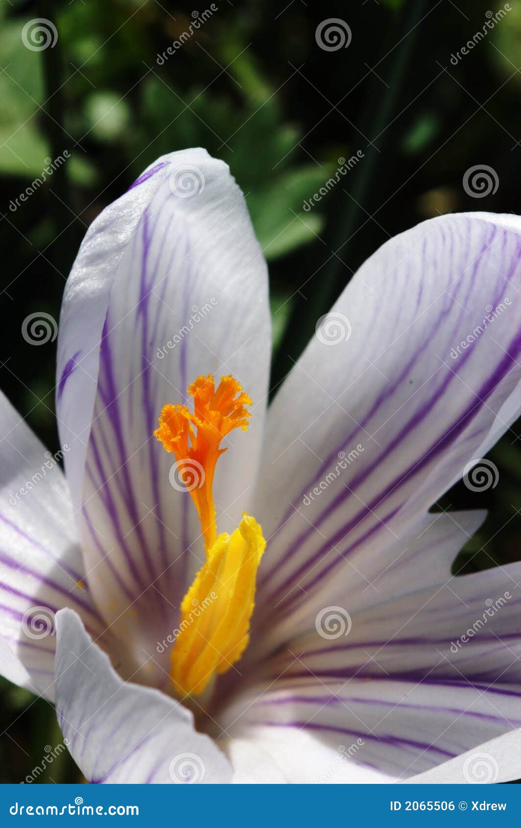 White croÑ us close up stock photo. Image of april, light - 2065506