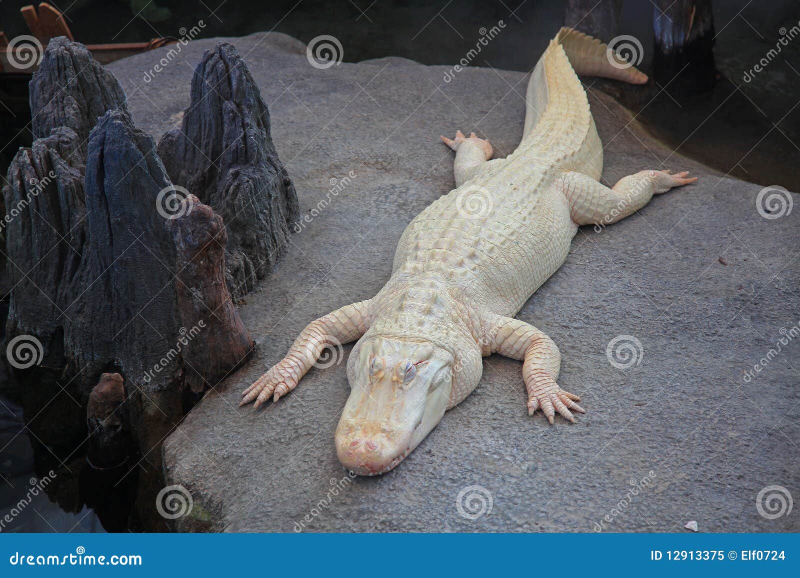 White Crocodile Leather Texture Royalty-Free Stock Image ... White Crocodile Leather Texture Royalty-Free Stock Image ...