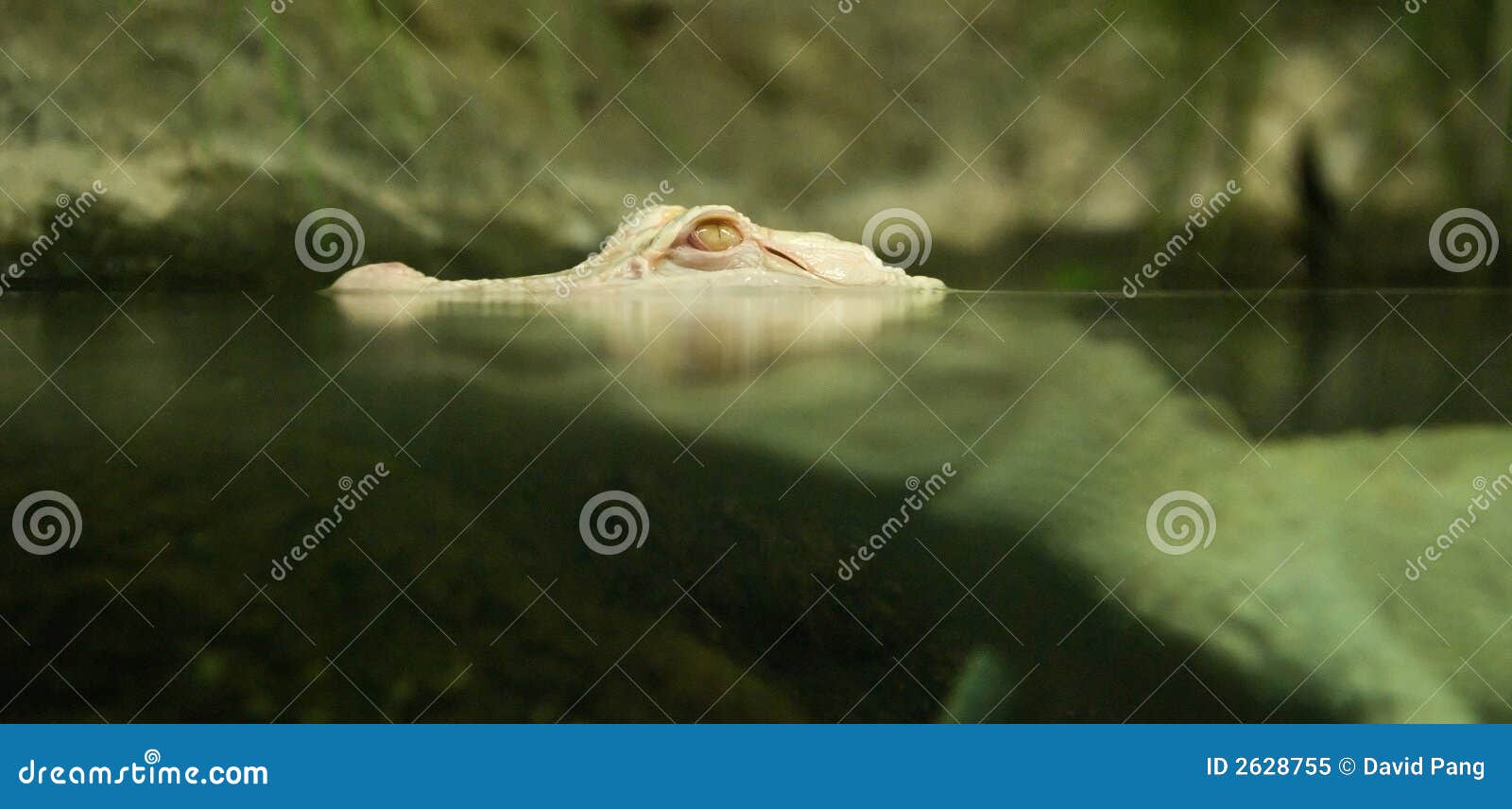White Crocodile stock image. Image of albino, rare, hunting - 2628755