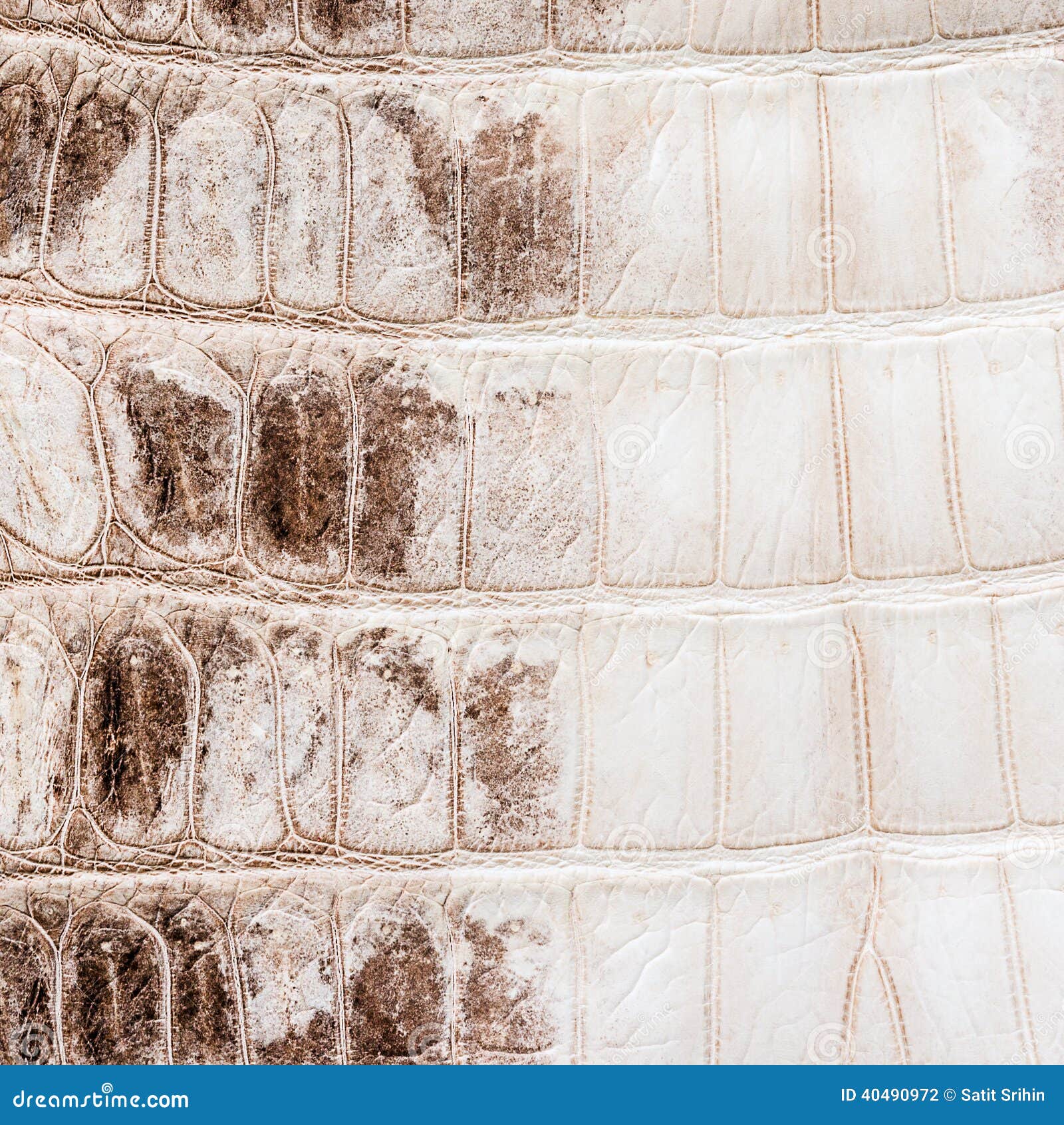 White Crocodile Leather Texture Royalty-Free Stock Photo ...