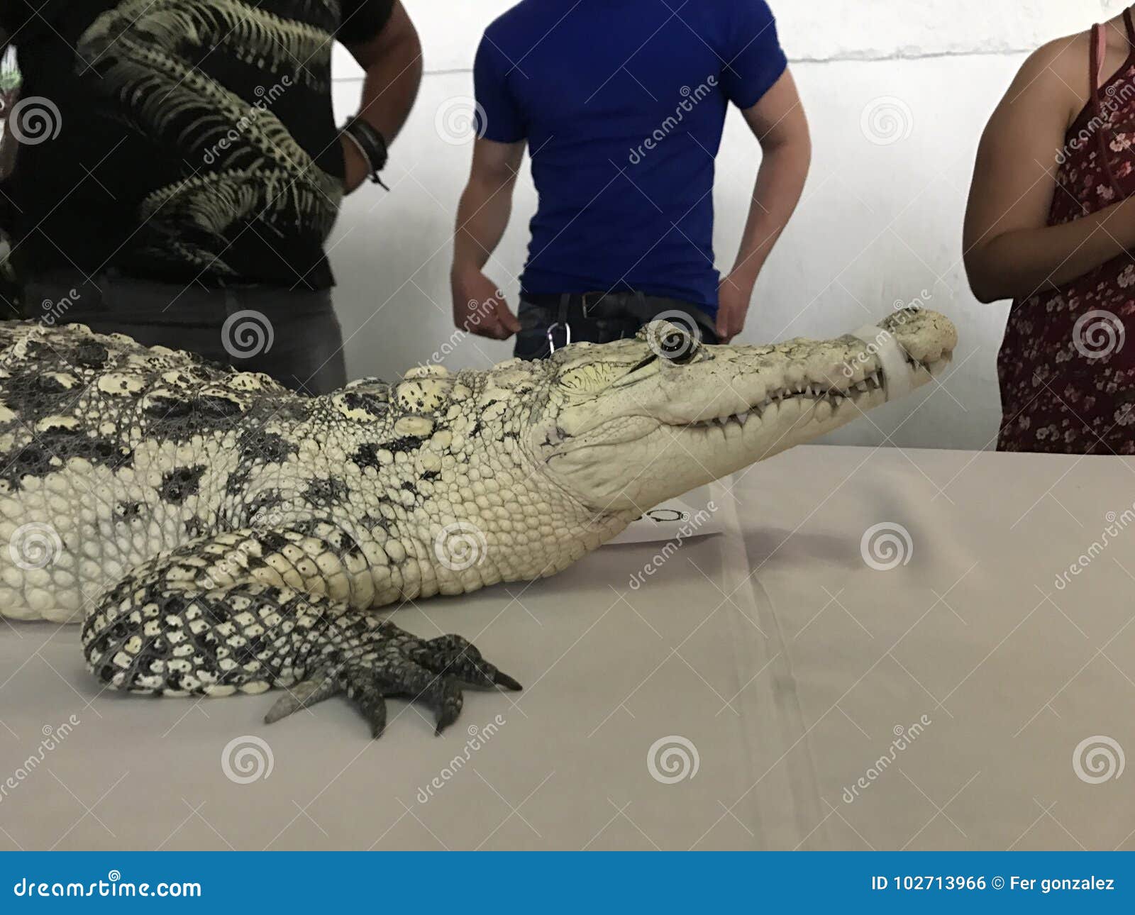 White crocodile stock photo. Image of reptiles, crocodile - 102713966
