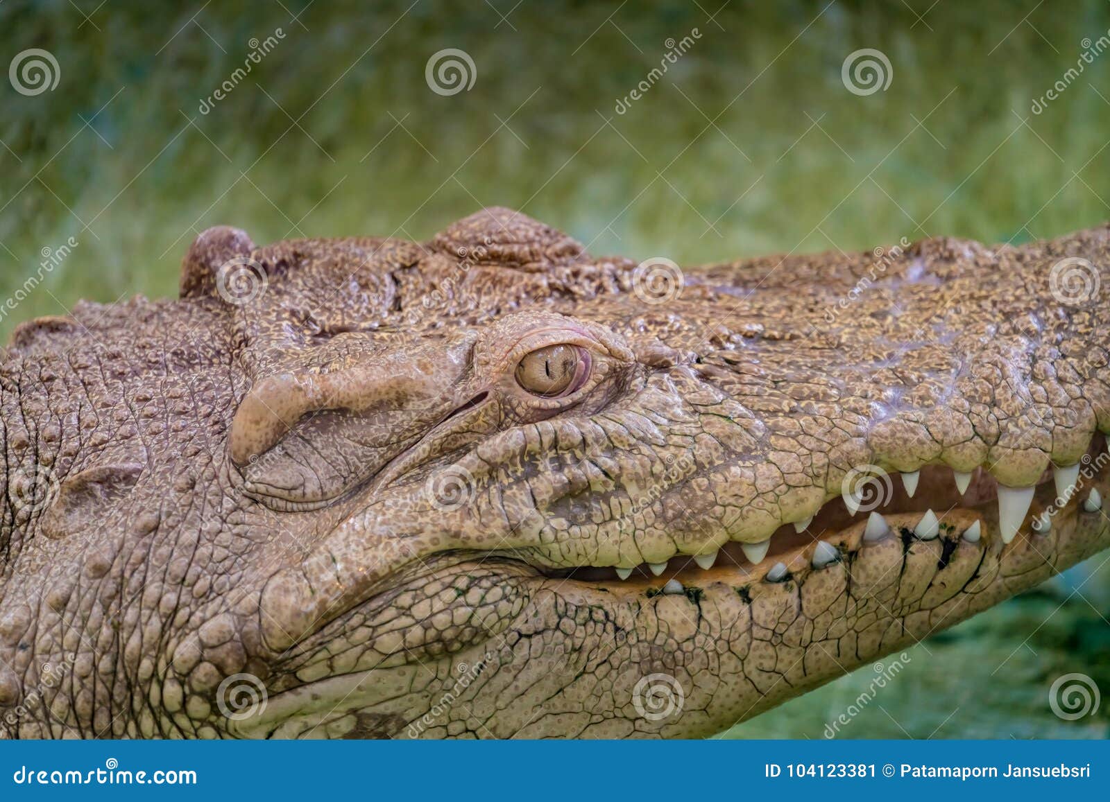 White Crocodile in the zoo stock image. Image of head - 104123381