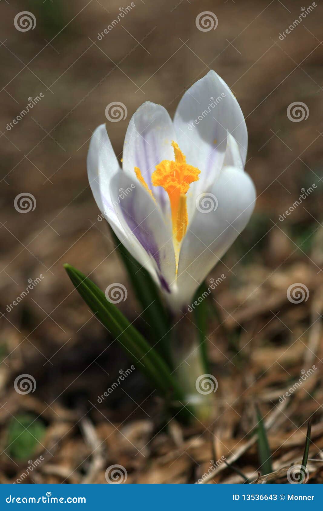 White Crocus stock image. Image of seasonal, grass, floral - 13536643
