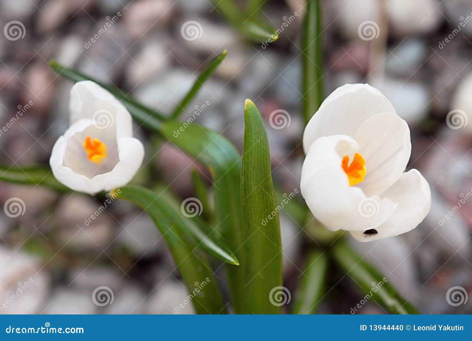 White crocus stock photo. Image of flora, garden, seeds - 13944440
