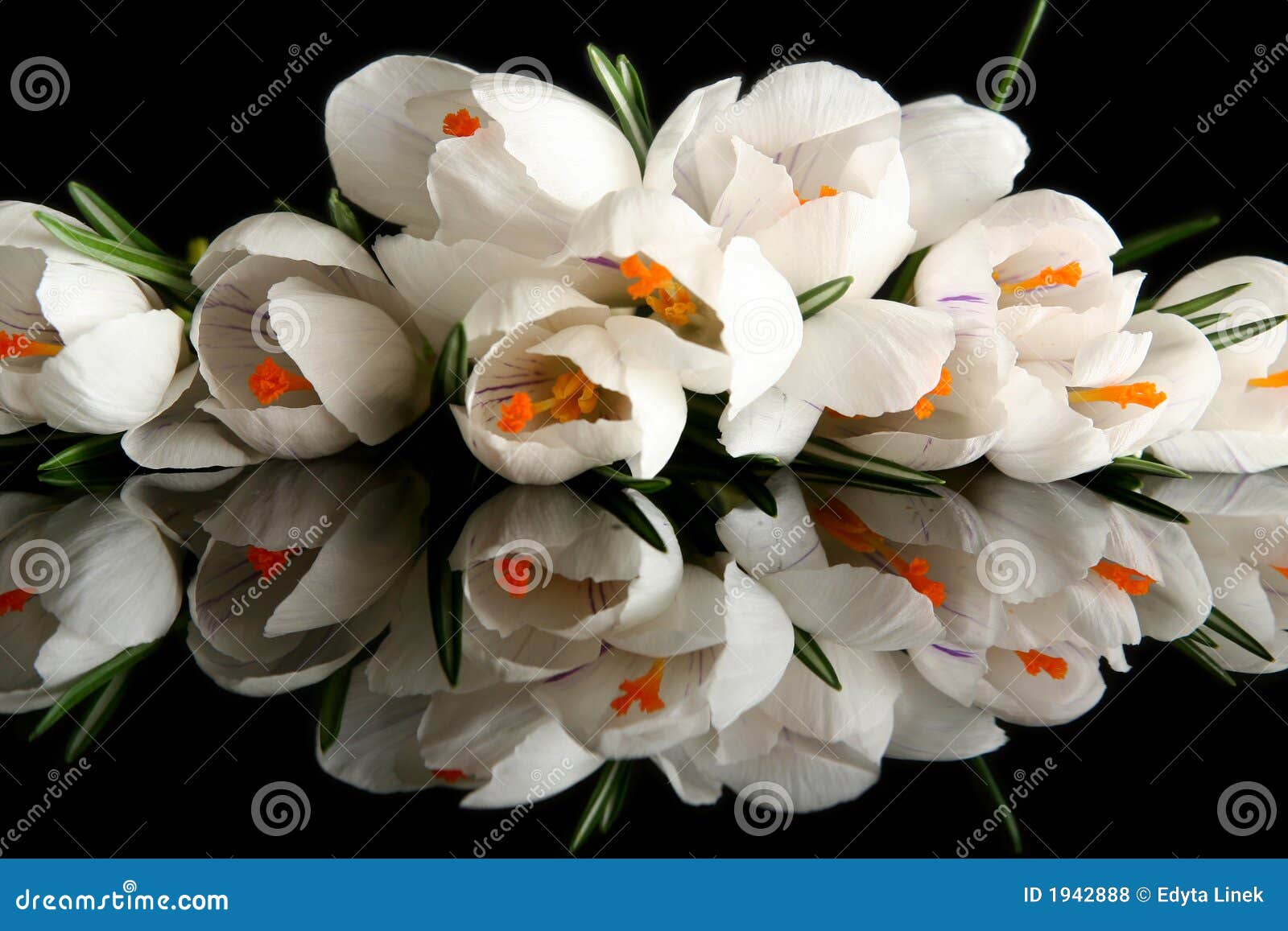 White crocus stock photo. Image of bunch, spring, easter - 1942888