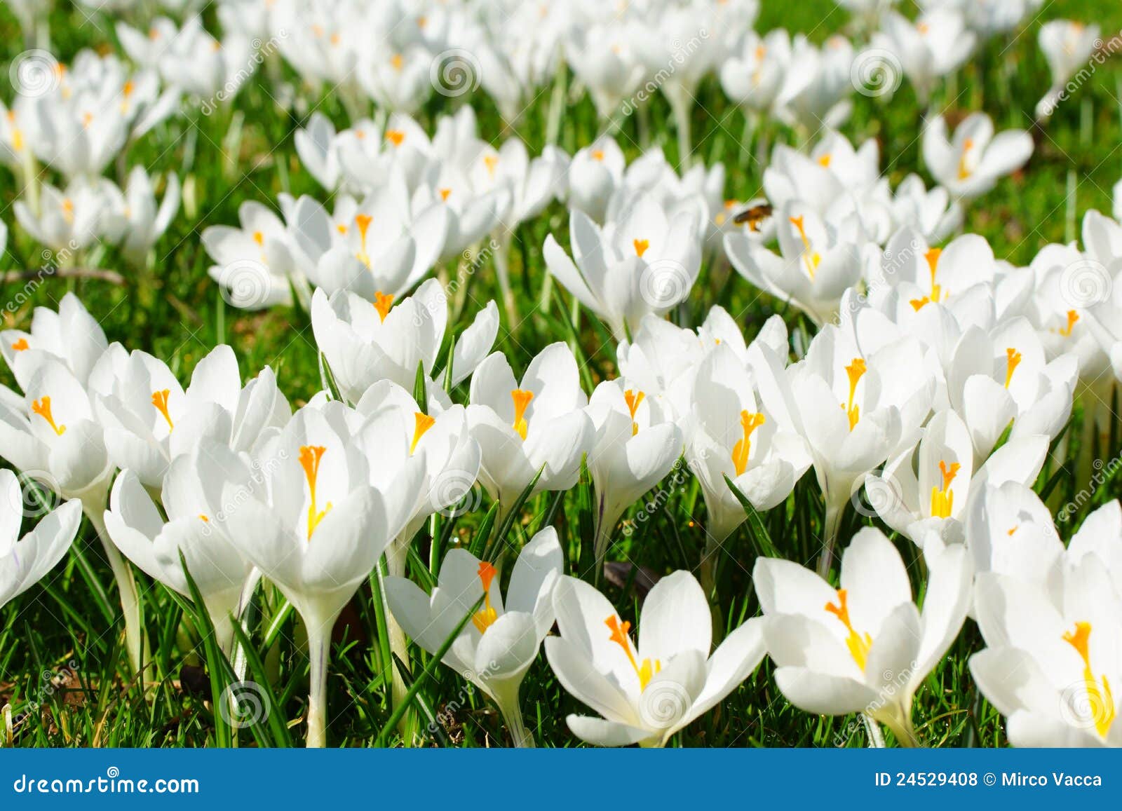 White crocus stock photo. Image of nature, macro, insect - 24529408