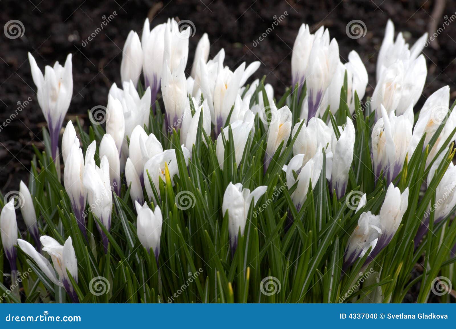 White crocus stock photo. Image of birth, gardening, flower - 4337040