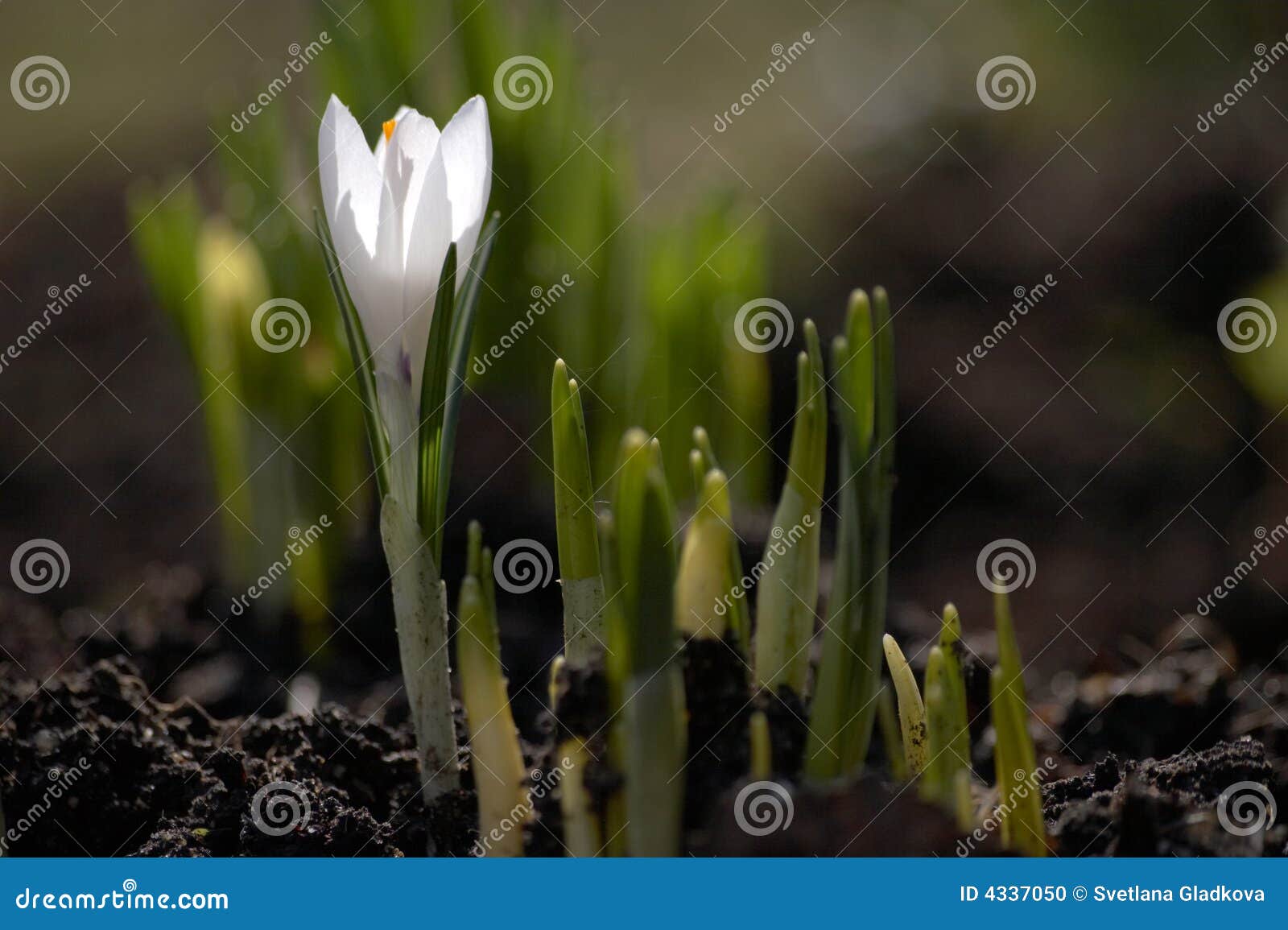White crocus stock photo. Image of background, grow, green - 4337050