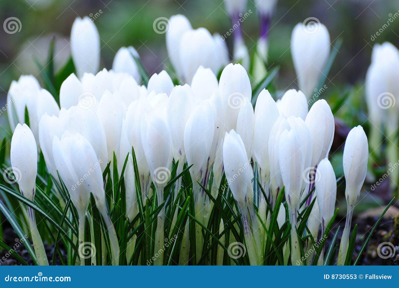 White crocus stock image. Image of plants, columbia, flower - 8730553
