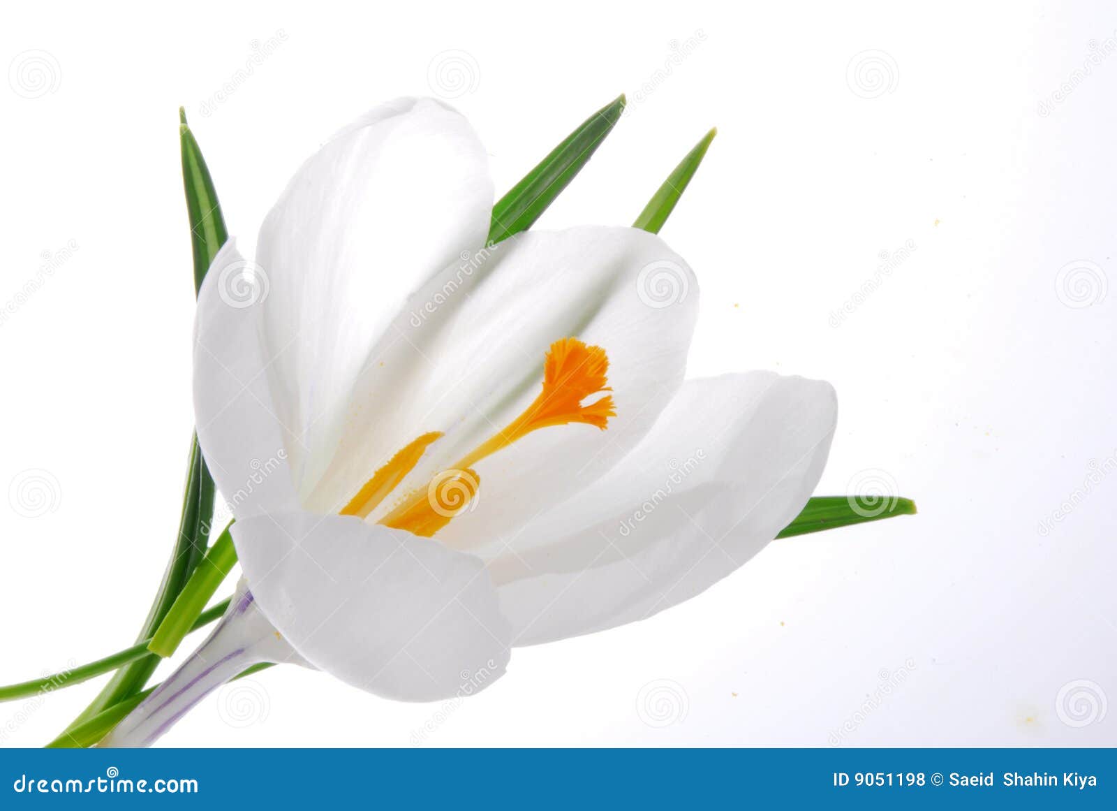 White crocus stock photo. Image of close, gardening, bright - 9051198