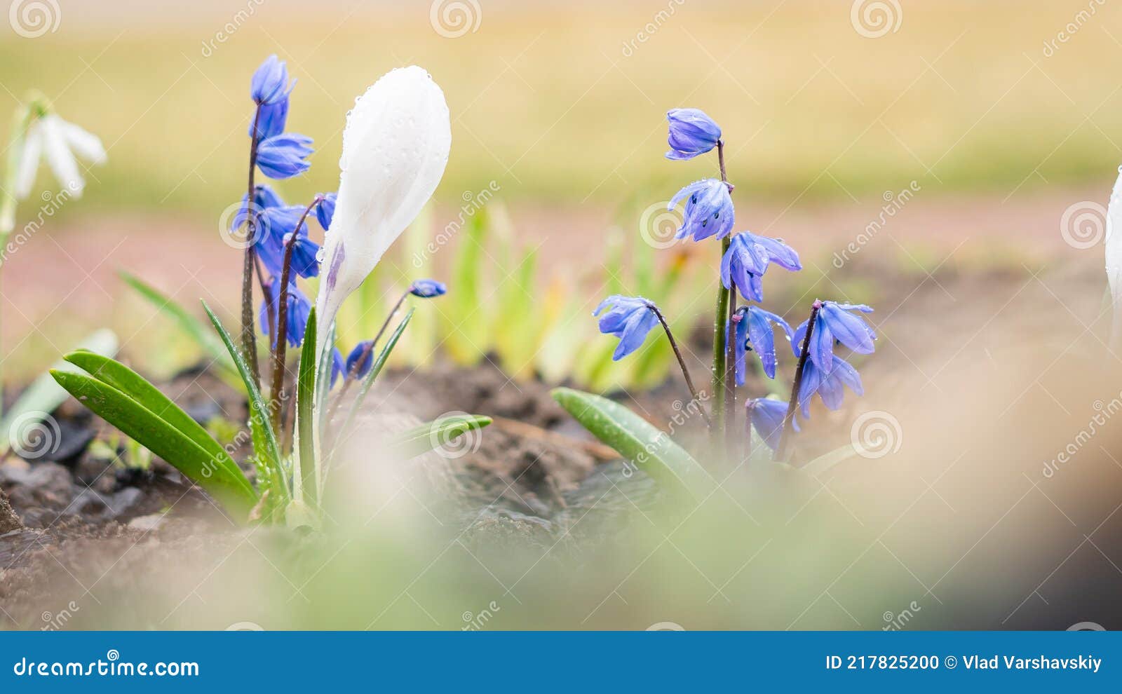 White Crocus and Bluebell Grow on a Home Flower Bed Close-up Stock ...