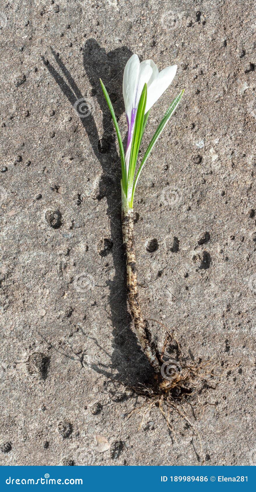 White Crocus with Bulb and Roots on a Concrete Slab Stock Photo - Image ...