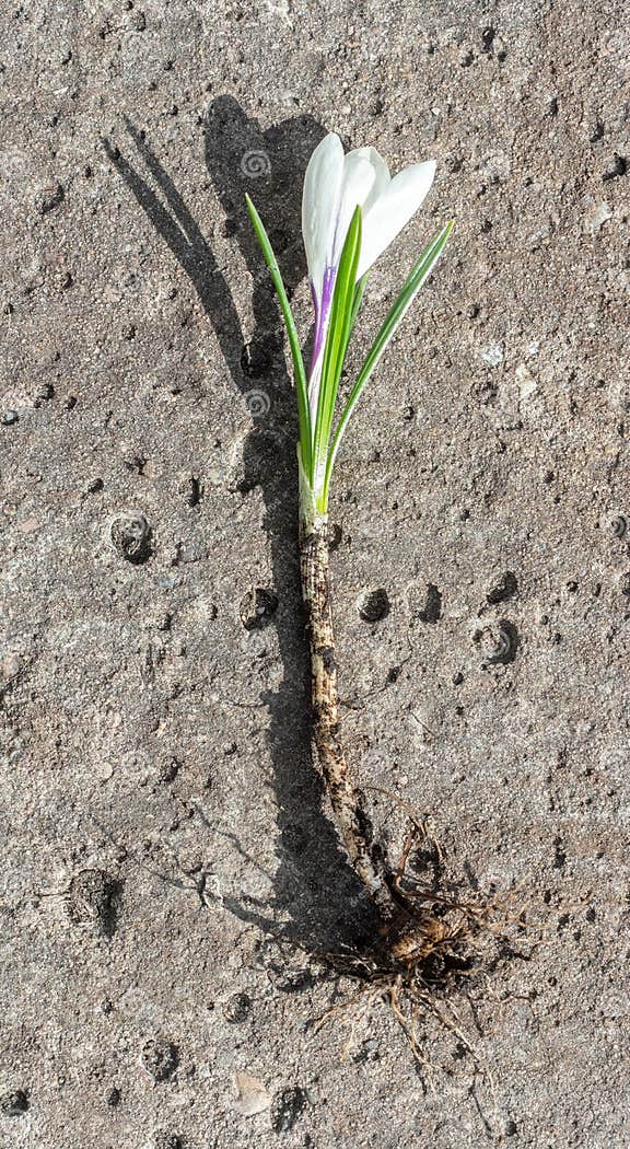 White Crocus with Bulb and Roots on a Concrete Slab Stock Photo - Image ...