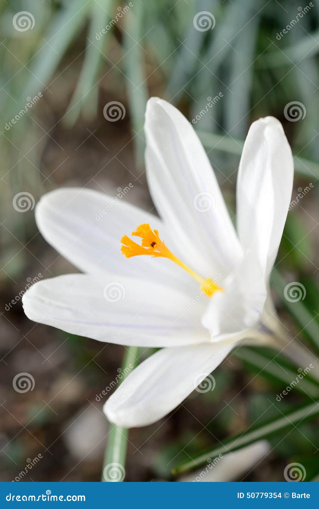 White crocus stock photo. Image of fresh, flora, park - 50779354
