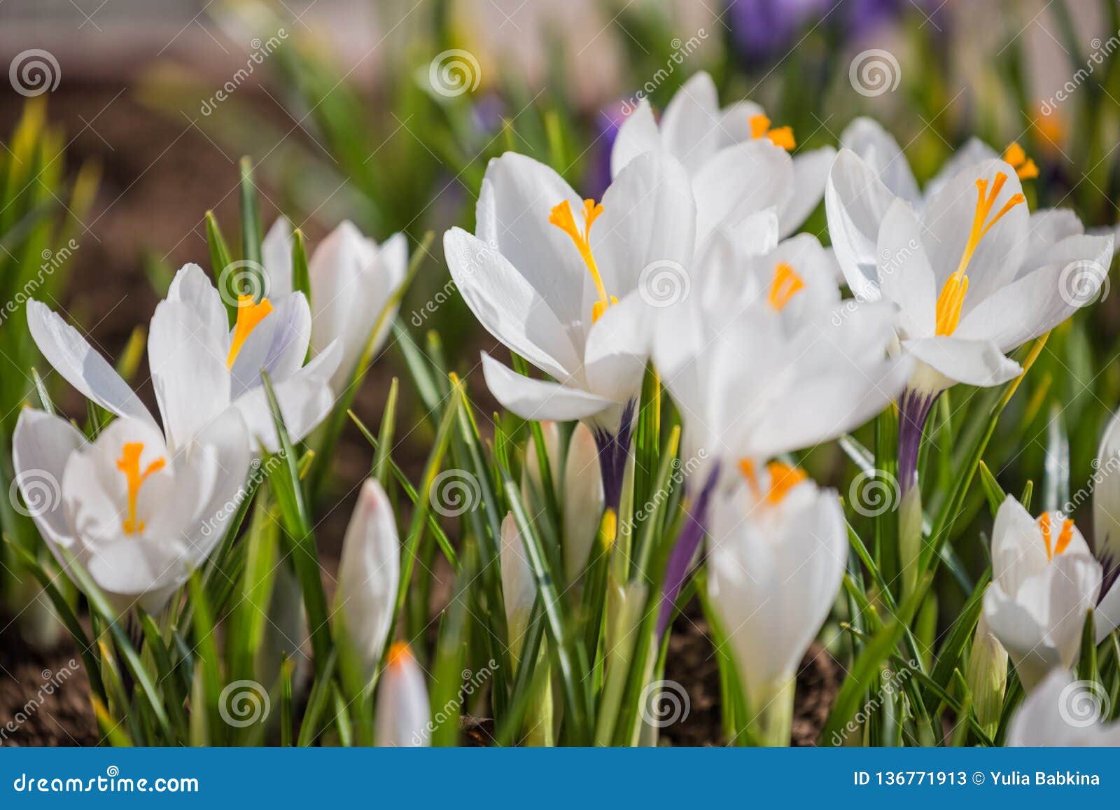 White crocus stock image. Image of floral, botanical - 136771913