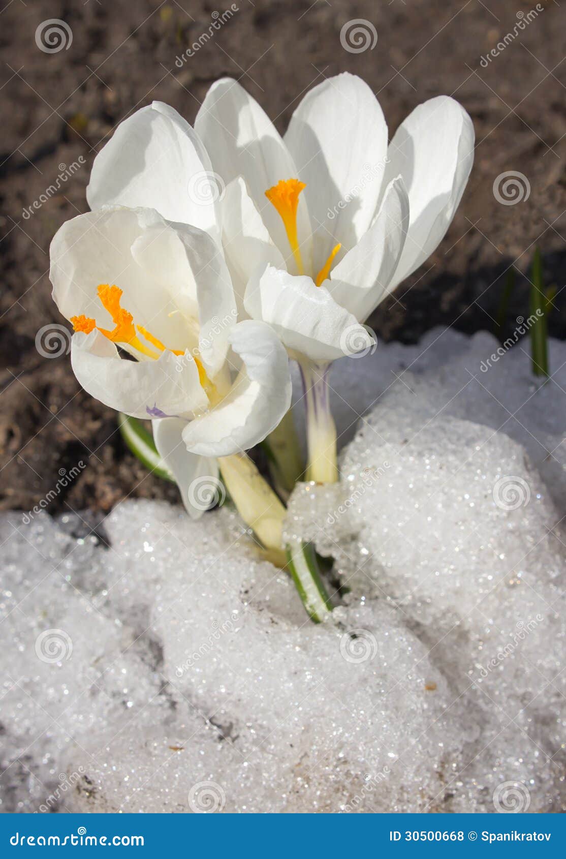 White crocus stock photo. Image of flowers, crocus, land - 30500668