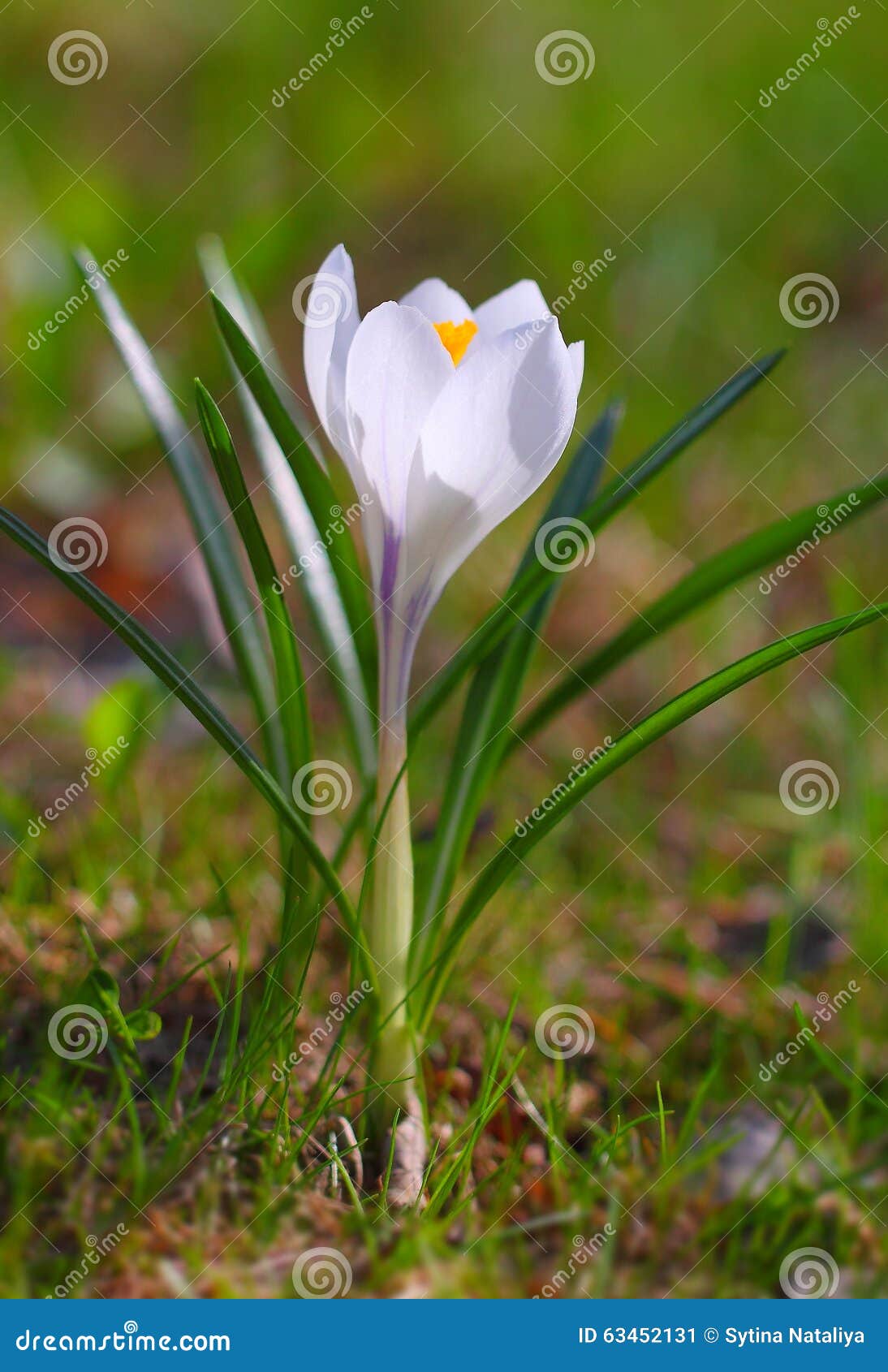 White crocus stock image. Image of stands, attractive - 63452131