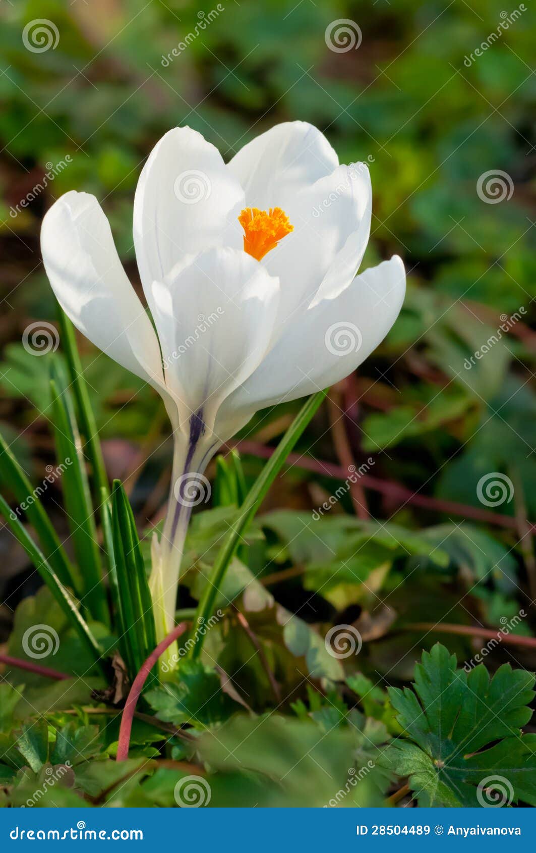 White crocus flower stock image. Image of flower, wild - 28504489
