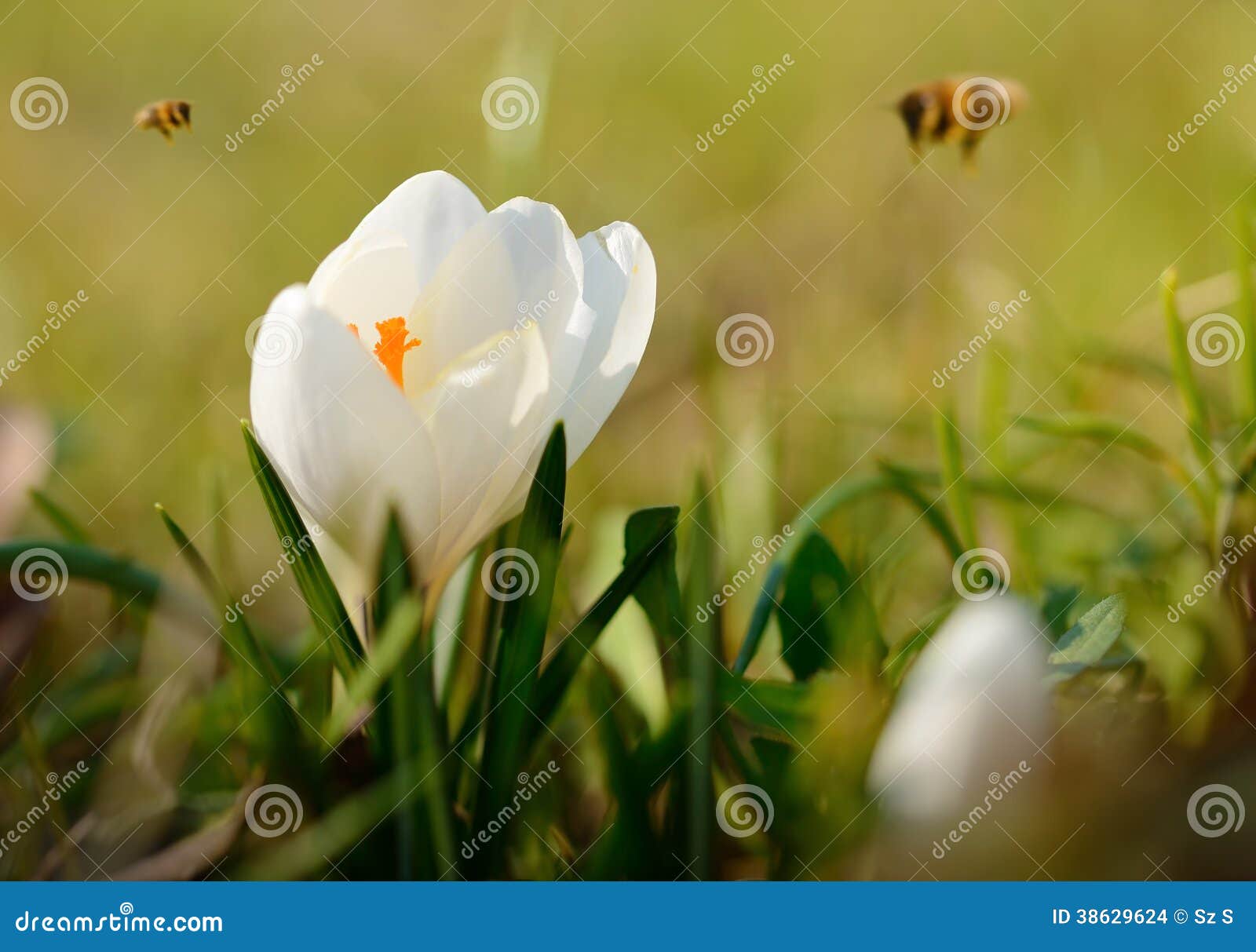 White crocus flower bloom stock photo. Image of botanic - 38629624