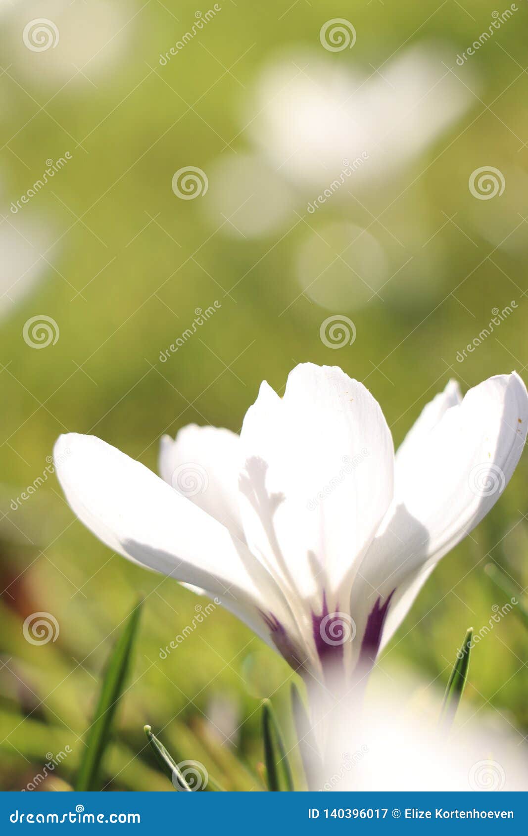 White Crocus Flower with Grass in Spring Stock Image - Image of branch ...