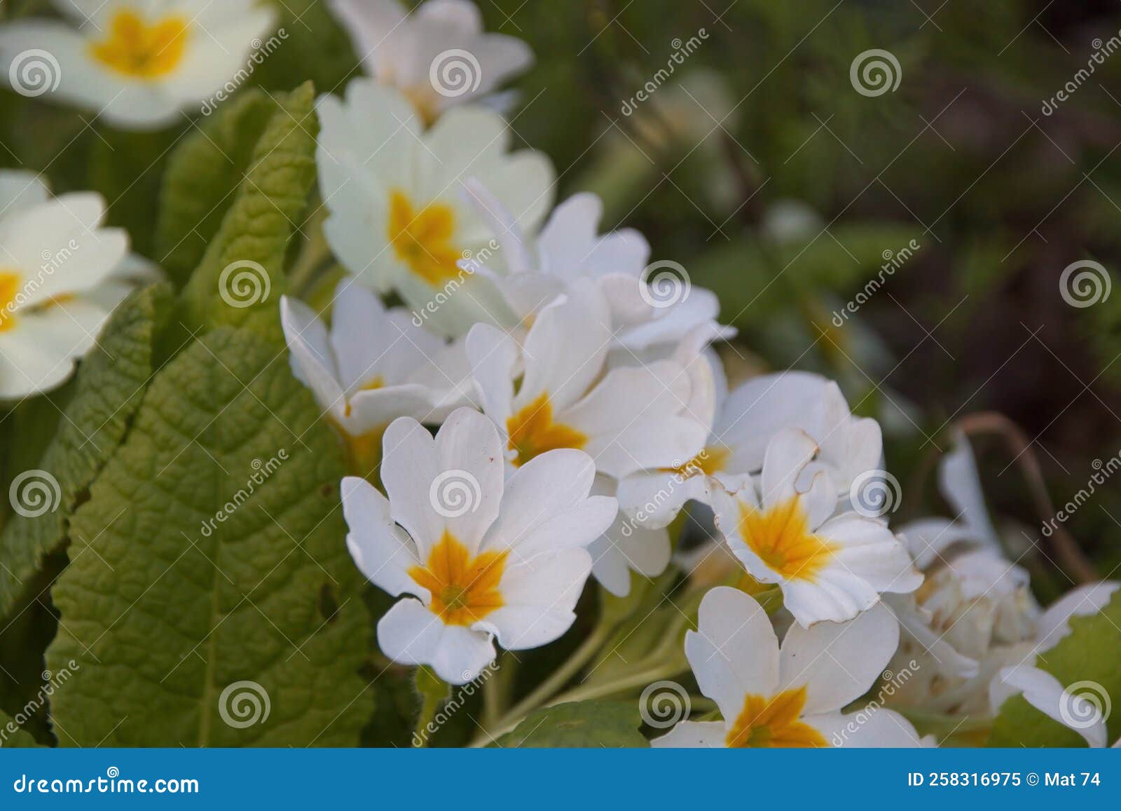 White Crocus Flower in the Morning Stock Image - Image of garden ...