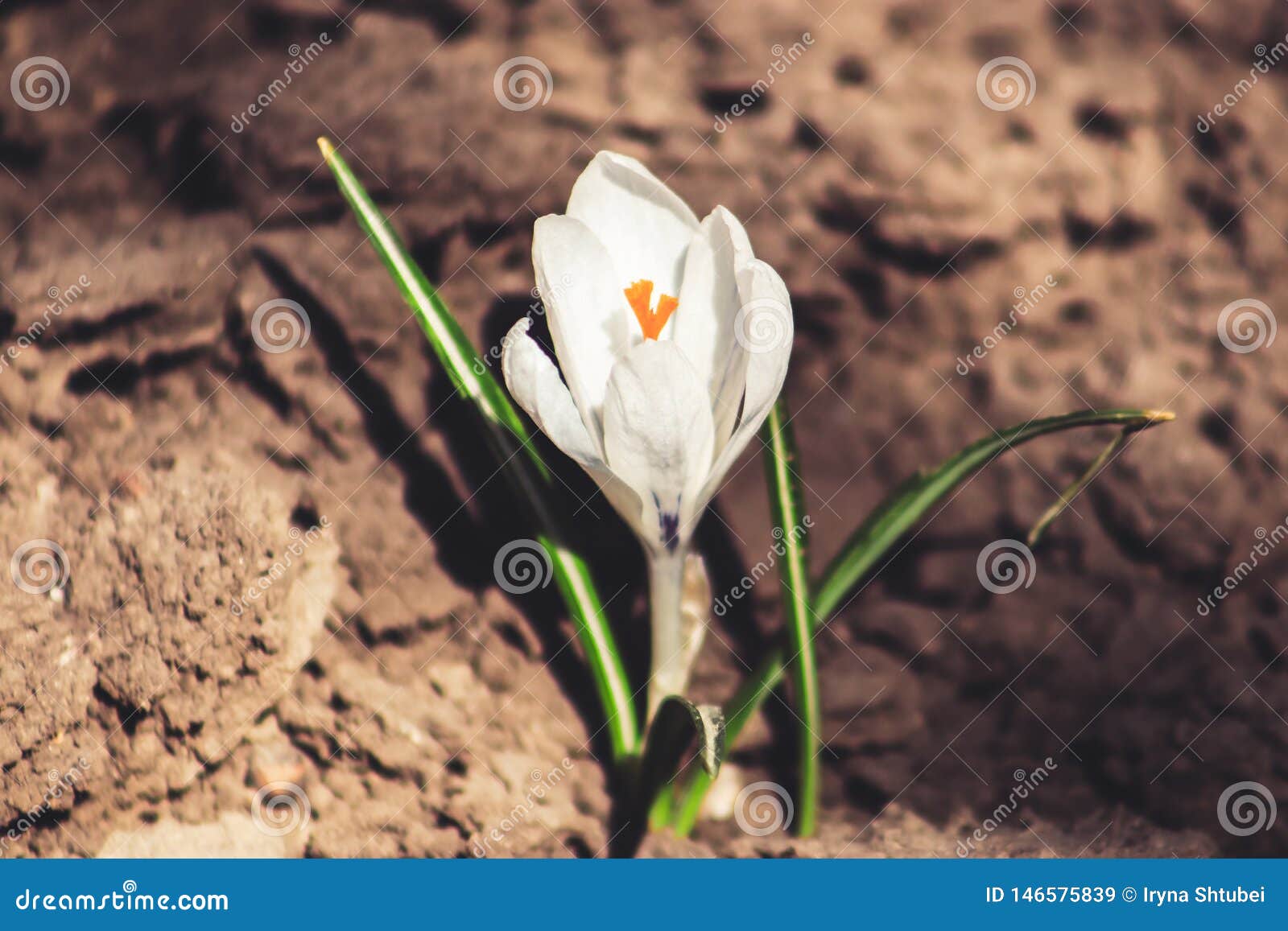 White crocus flower stock image. Image of crocus, beauty - 146575839