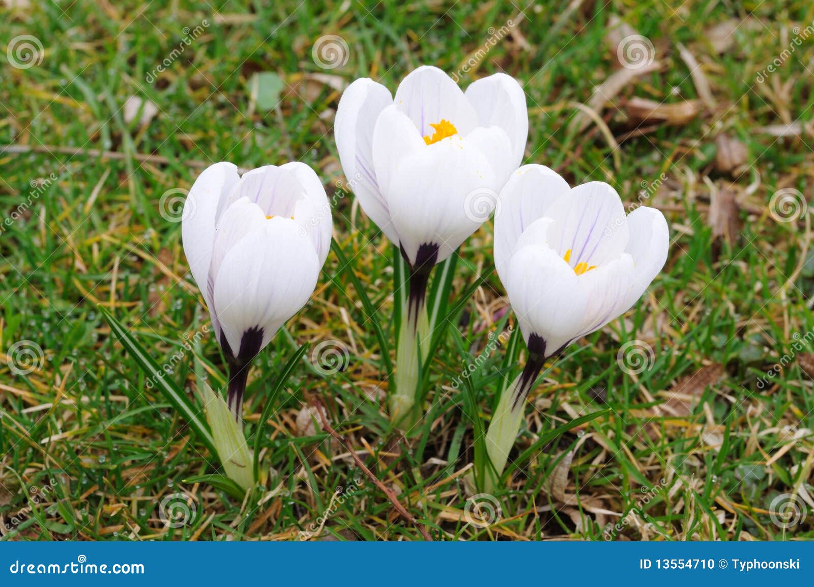 White crocus flowers stock photo. Image of blooming, seasonal - 13554710