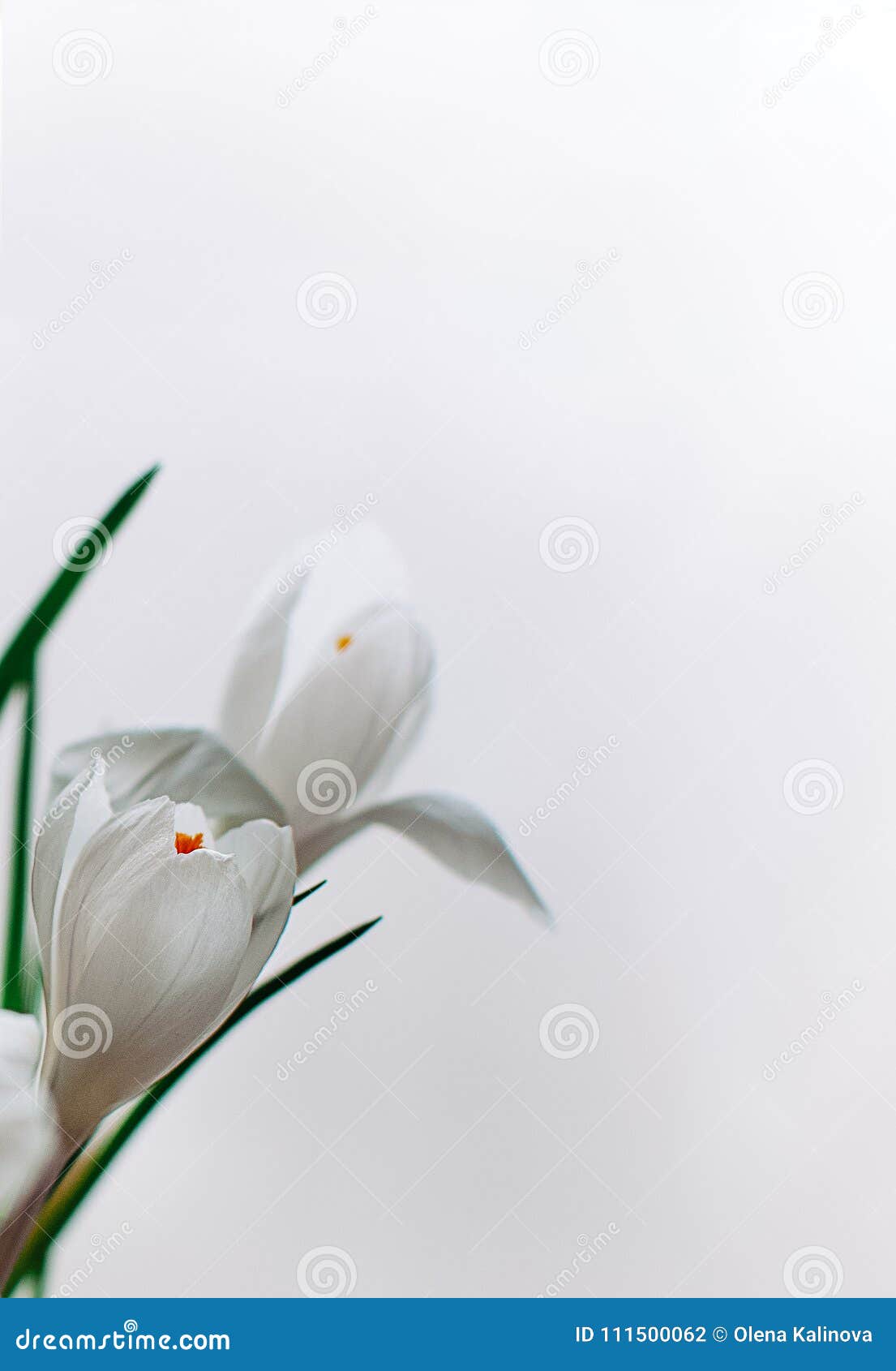 White Crocus Flowers on White Background Stock Photo - Image of fresh ...