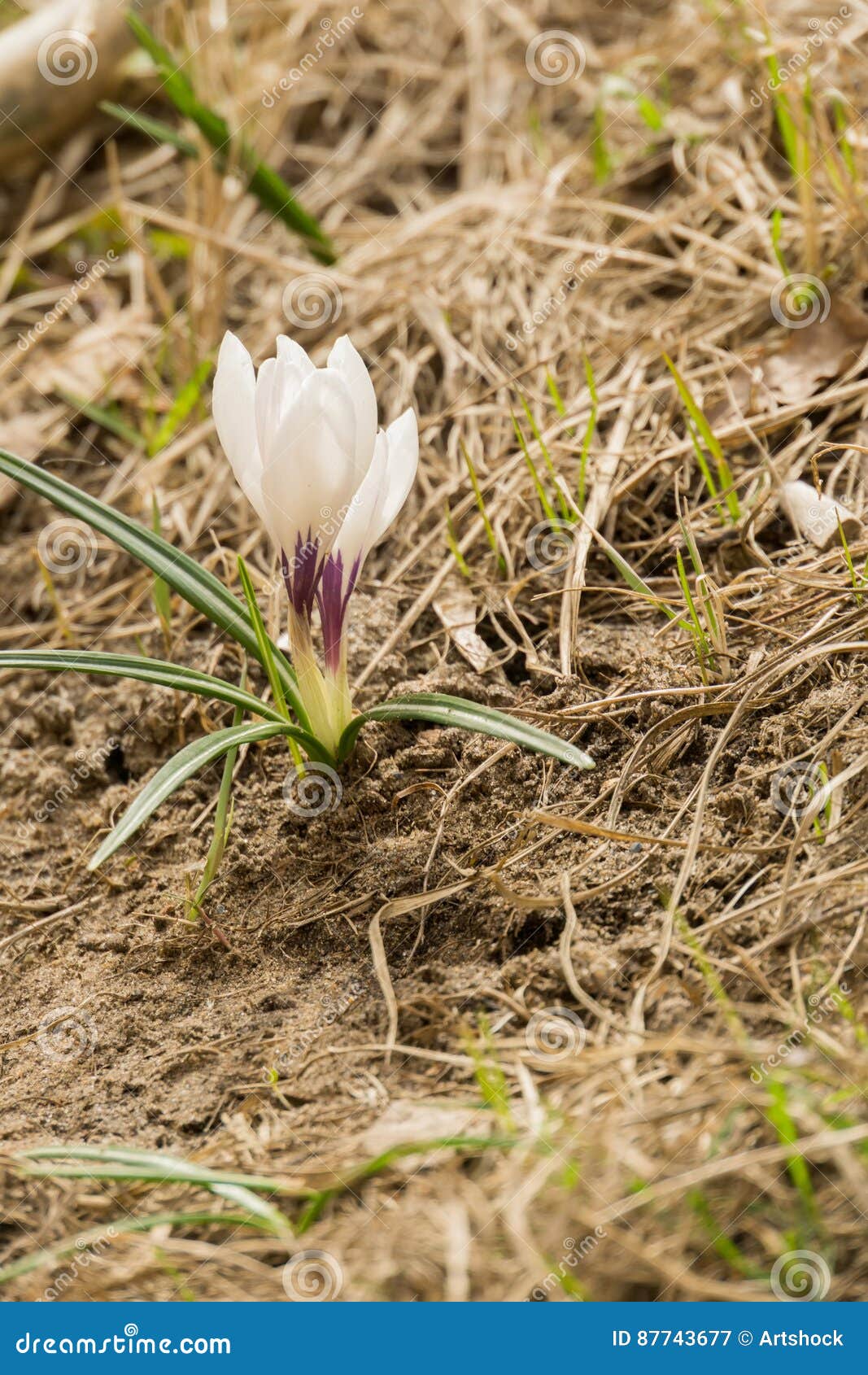 White Crocus Flowers stock image. Image of crocuses, stamen - 87743677