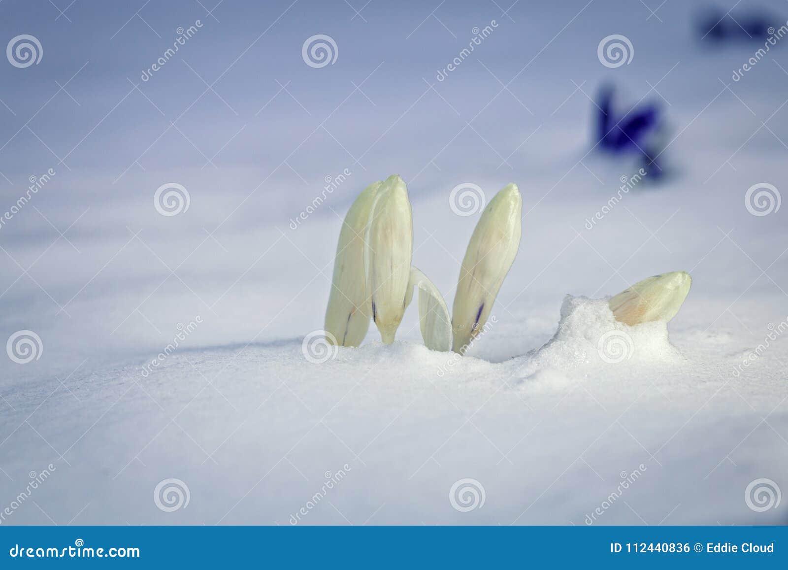 White Crocus Flowers in Snow Stock Photo - Image of growth, beauty ...