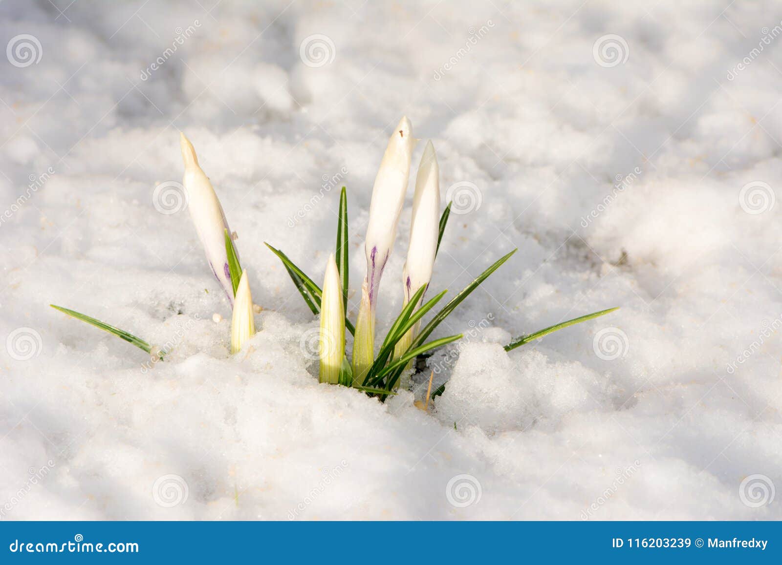 White Crocus Flowers in the Snow Stock Image - Image of winter ...