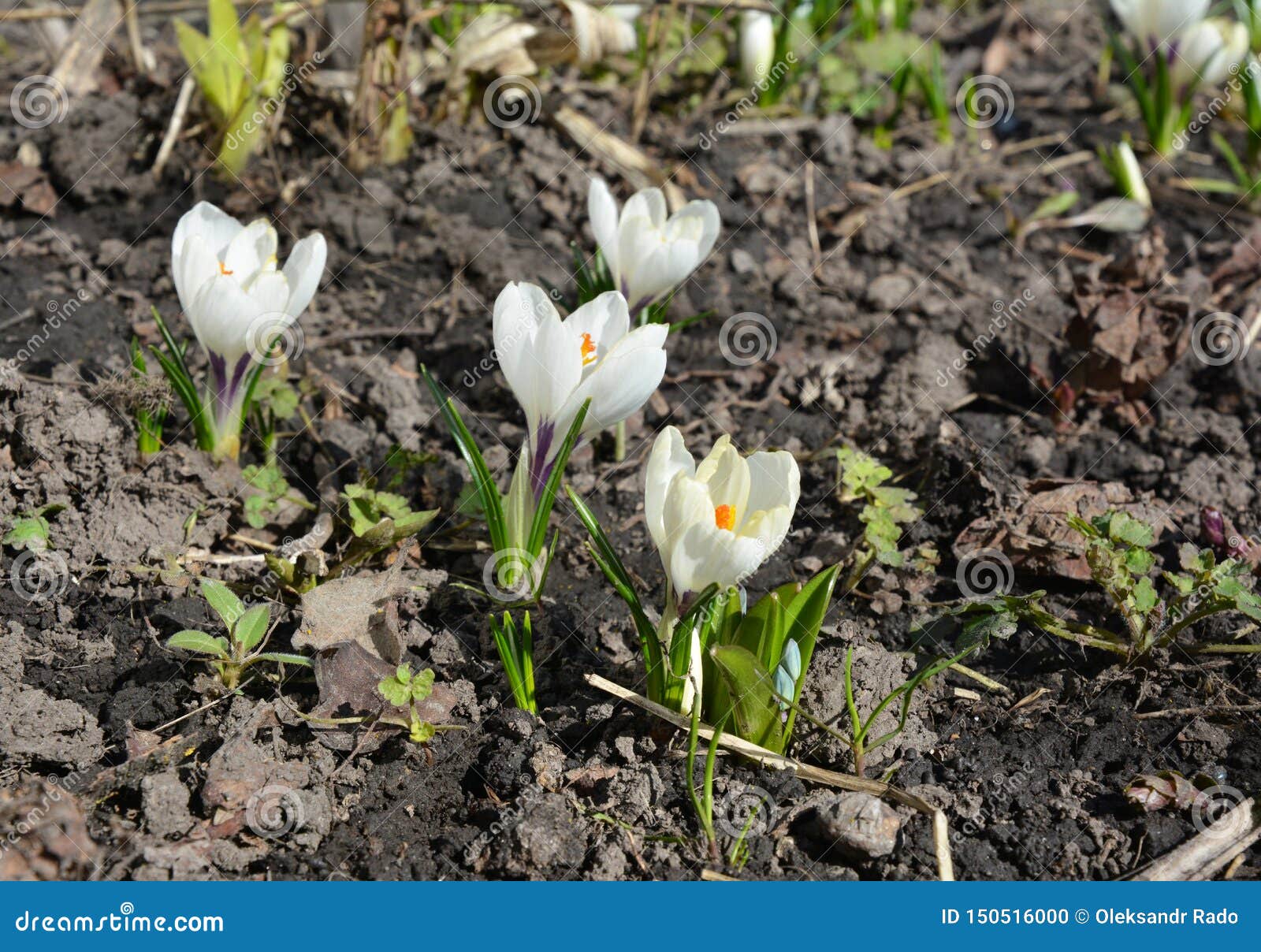 White Crocus Flowers in Spring Flower Bed Stock Photo - Image of crocus ...
