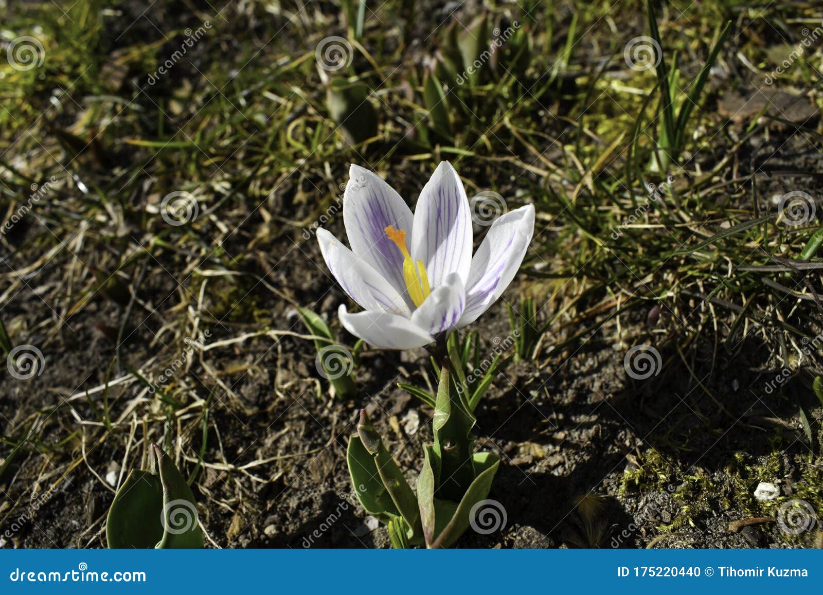 White Crocus Flowers in Springtime Stock Photo - Image of gardening ...