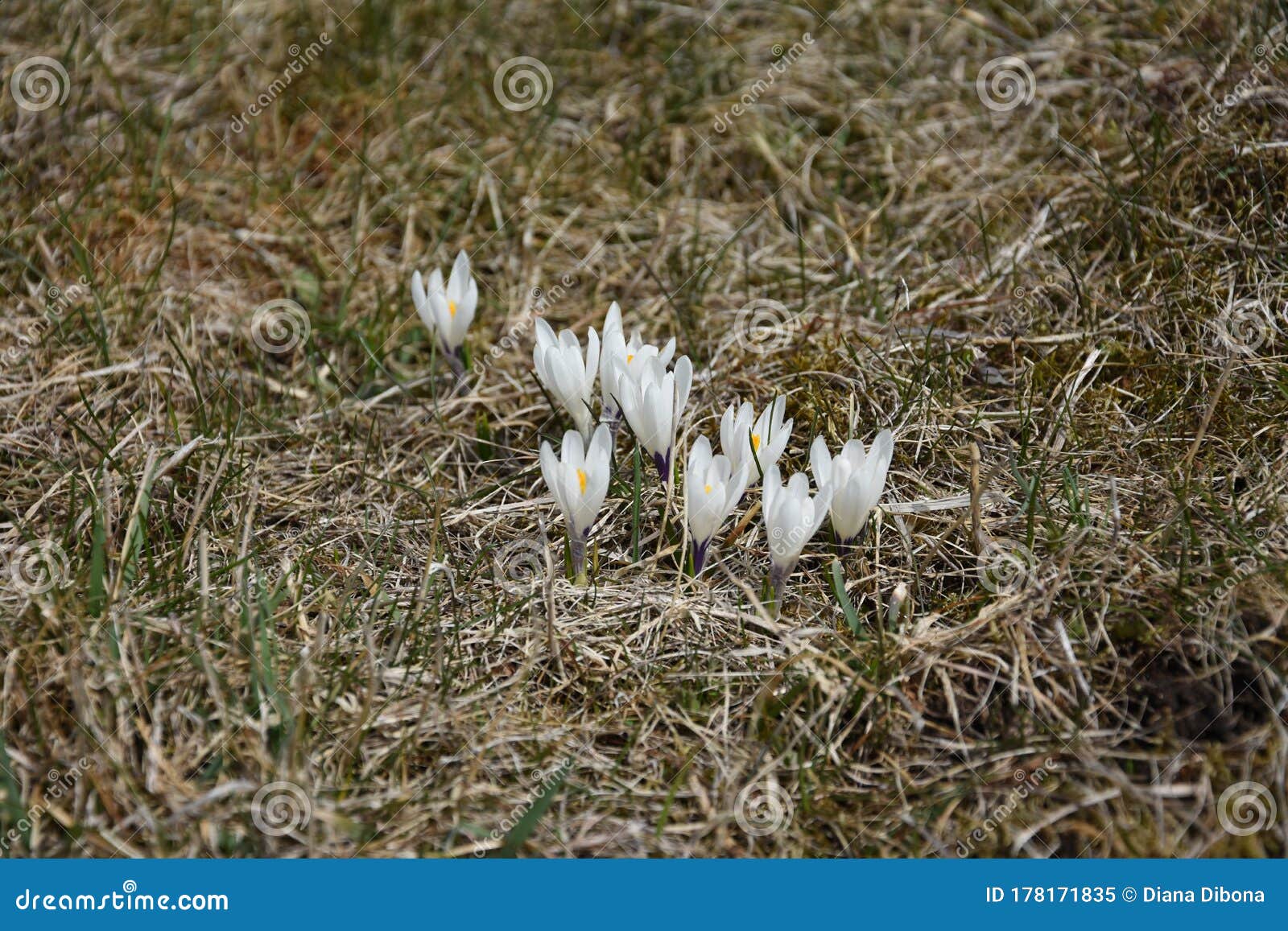 White crocus flowers stock image. Image of nature, crocus - 178171835
