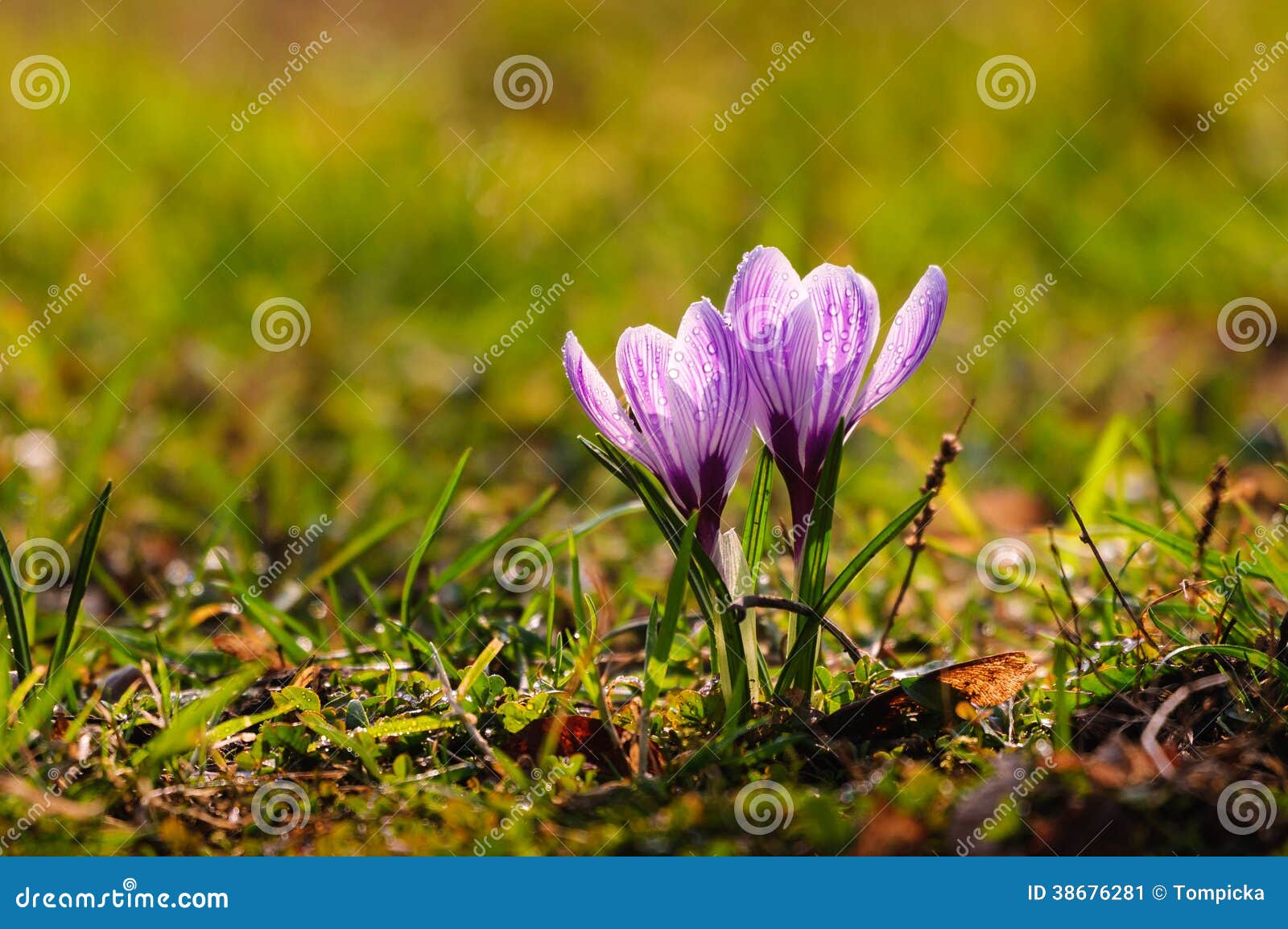White Crocus - Spring Flower Stock Image - Image of beauty, botanic ...
