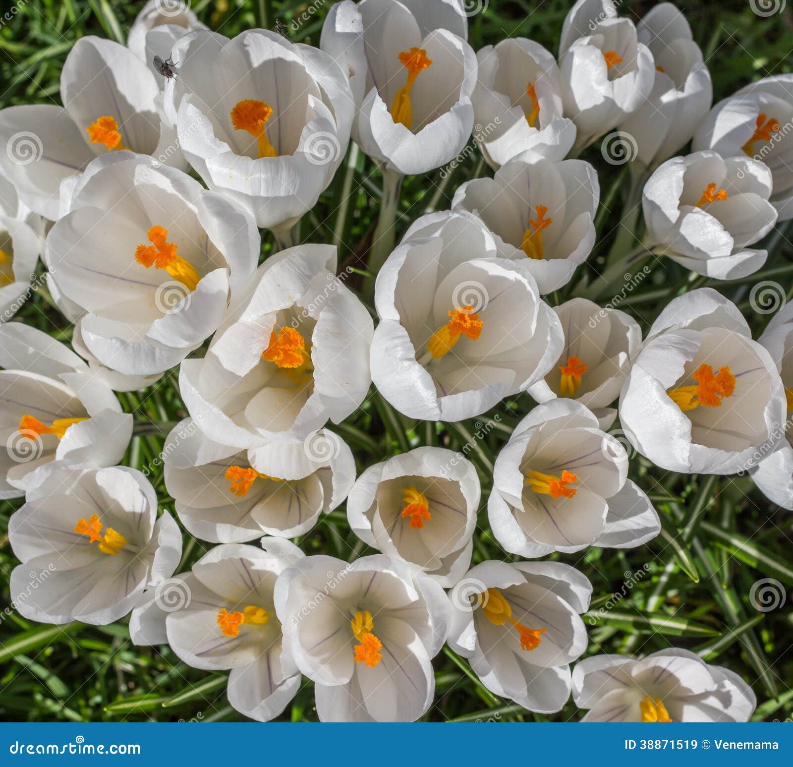 White Crocus with Yellow Orange Pistil Stock Image - Image of early ...