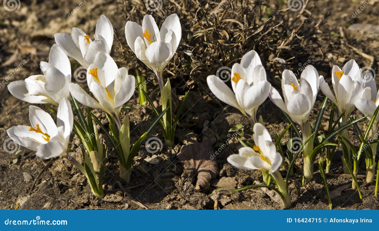 White crocuses stock image. Image of flowering, spring - 16424715