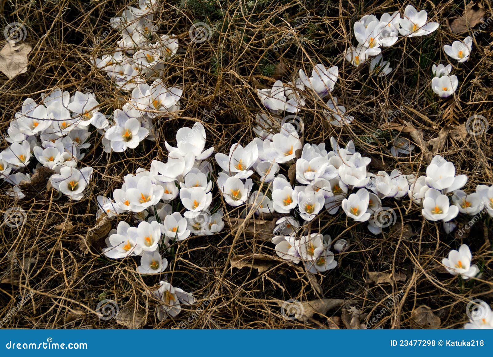 White crocuses stock photo. Image of elegant, beauty - 23477298